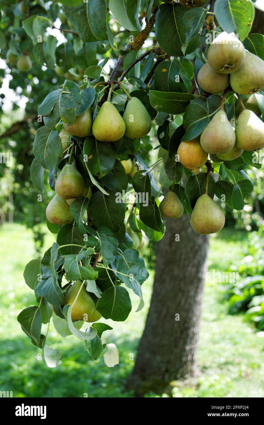 A vertical shot of a pear tree with lots of pears hanging from it Stock ...