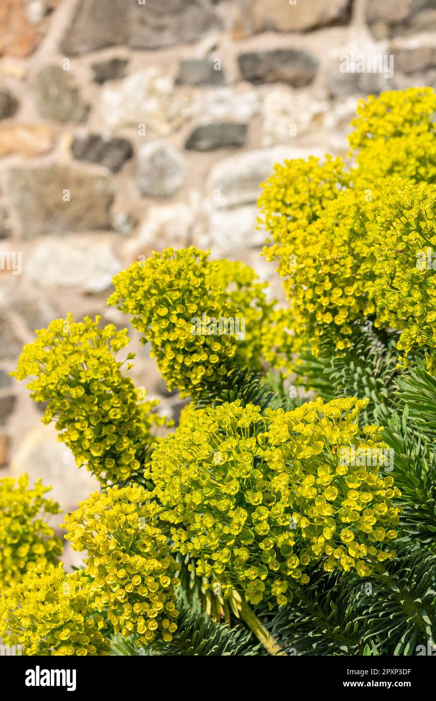 Euphorbia characias, the Mediterranean spurge or Albanian spurge, is a ...