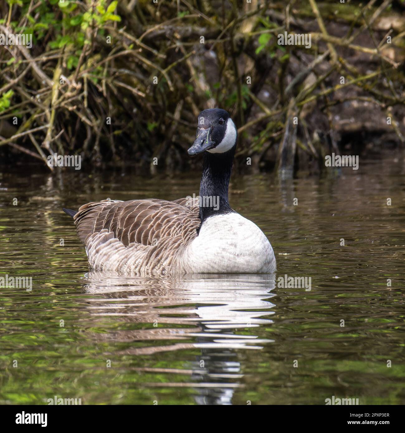 The Canada Goose, Branta canadensis at a Lake near Munich in Germany ...