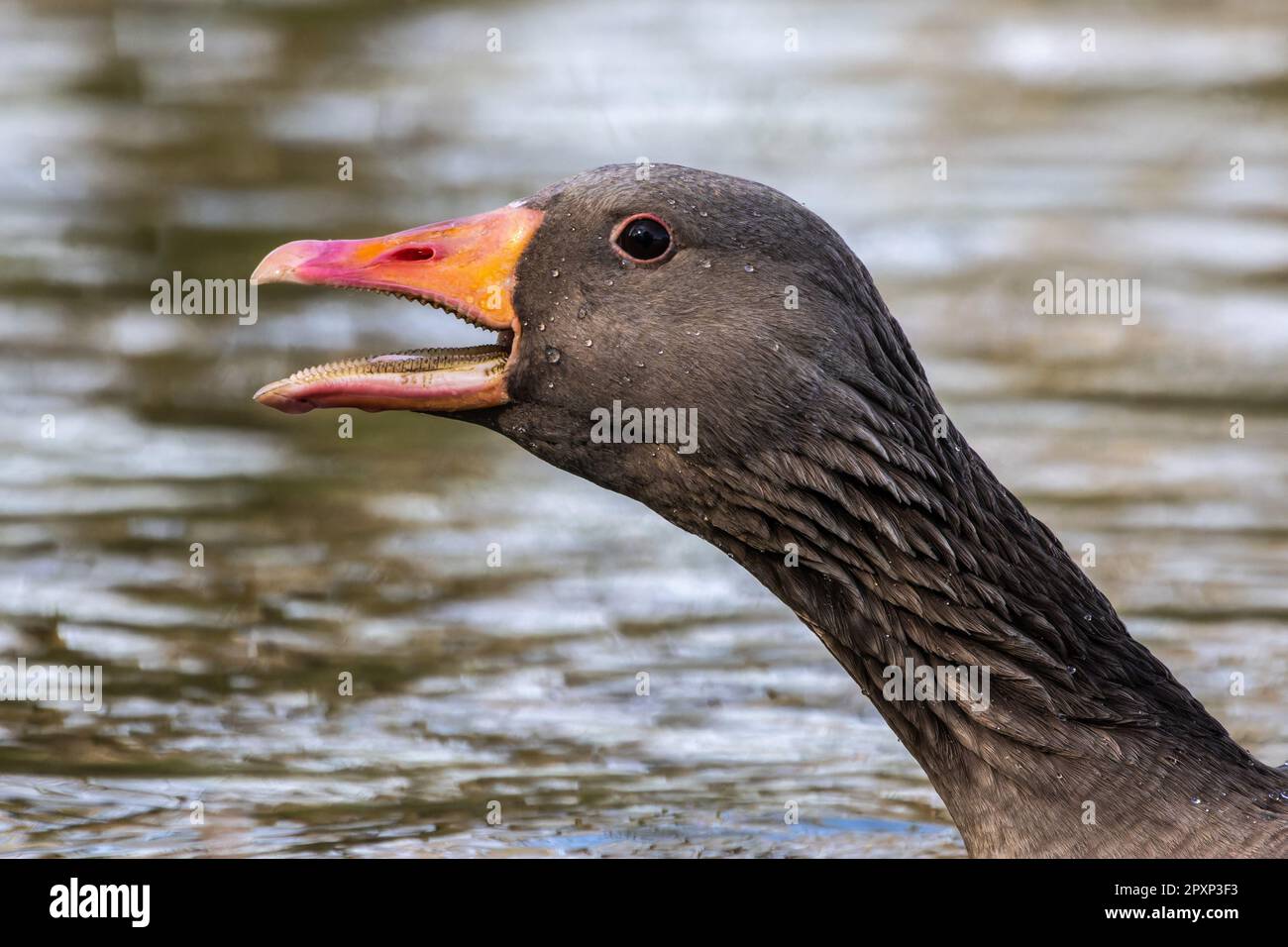 Head shot of a hissing greylag goose, Anser anser. The greylag goose is ...