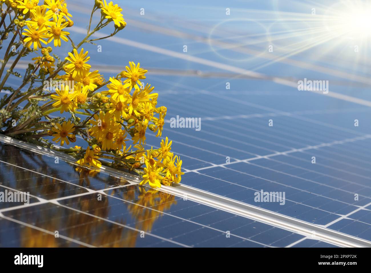 Close-up solar panel cells and yellow flowers - sustainable power ...