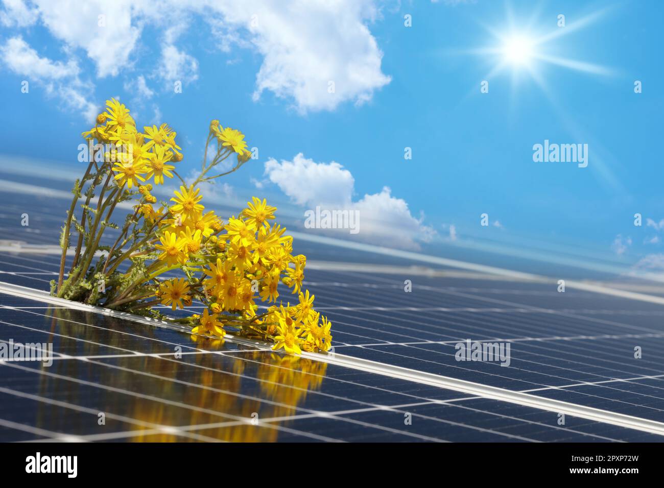 Detailed solar panel cells and yellow flowers - sustainable power ...
