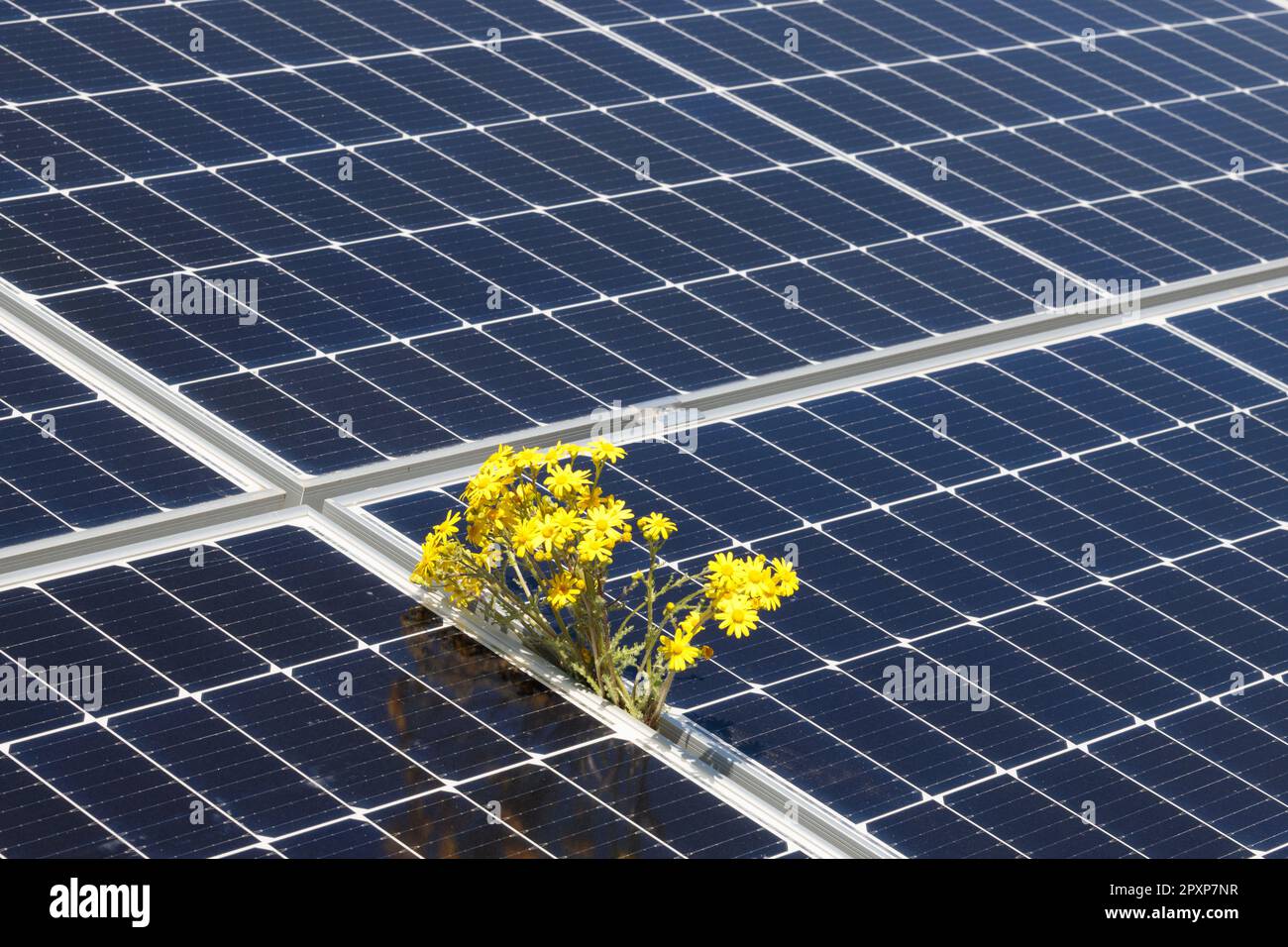 Solar panel cells and yellow flowers - sustainable power source Stock ...