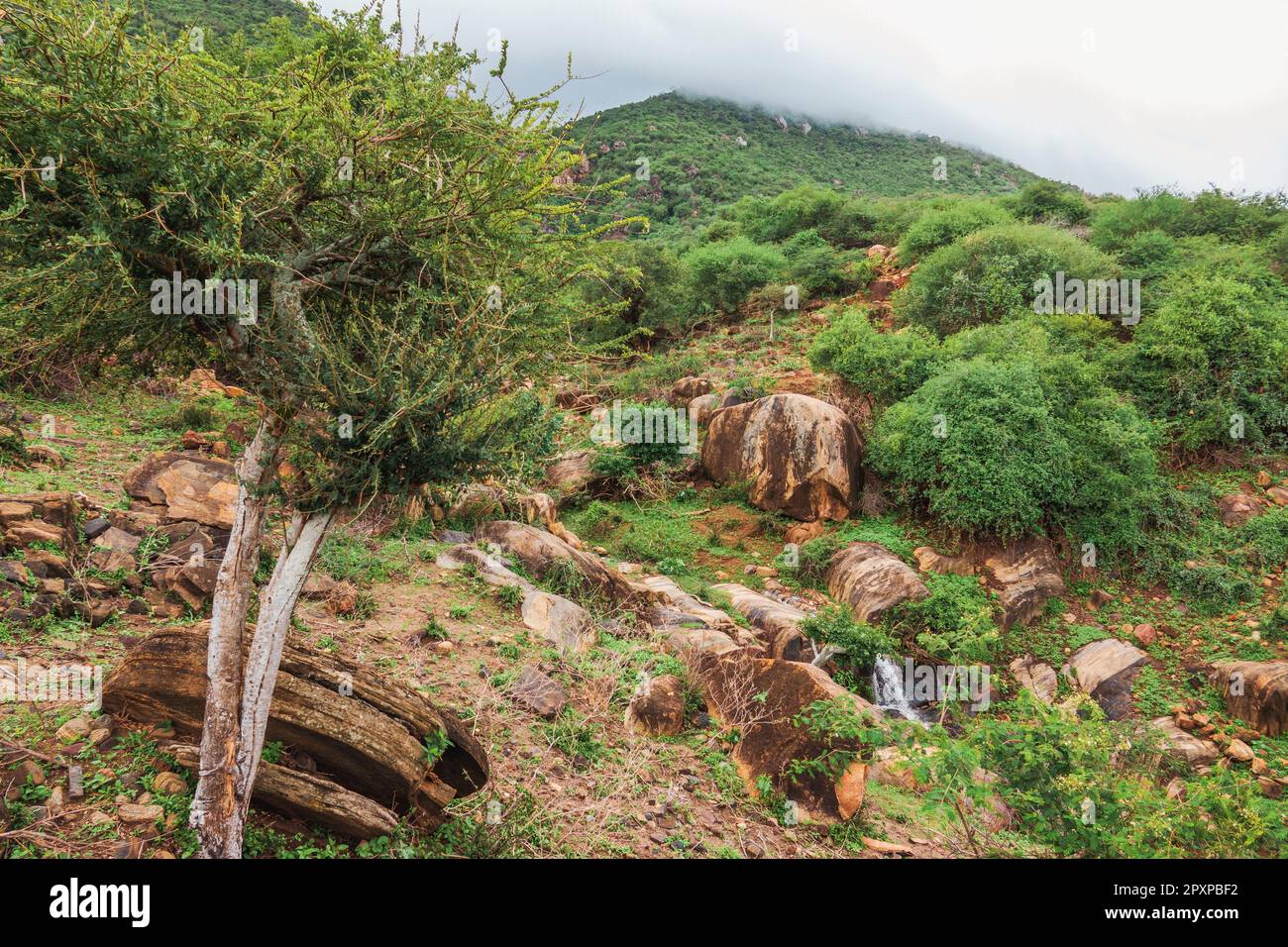 Scenic view of Mount Longido in Tanzania on a foggy day Stock Photo - Alamy