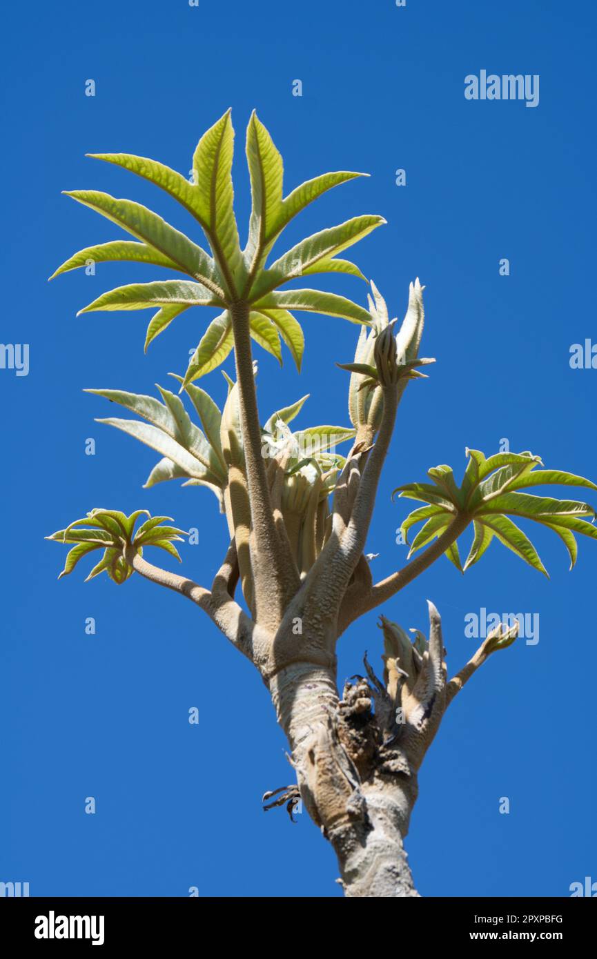 Emerging spring shoots of Tetrapanax papyrifer Rex, Chinese rice-paper ...