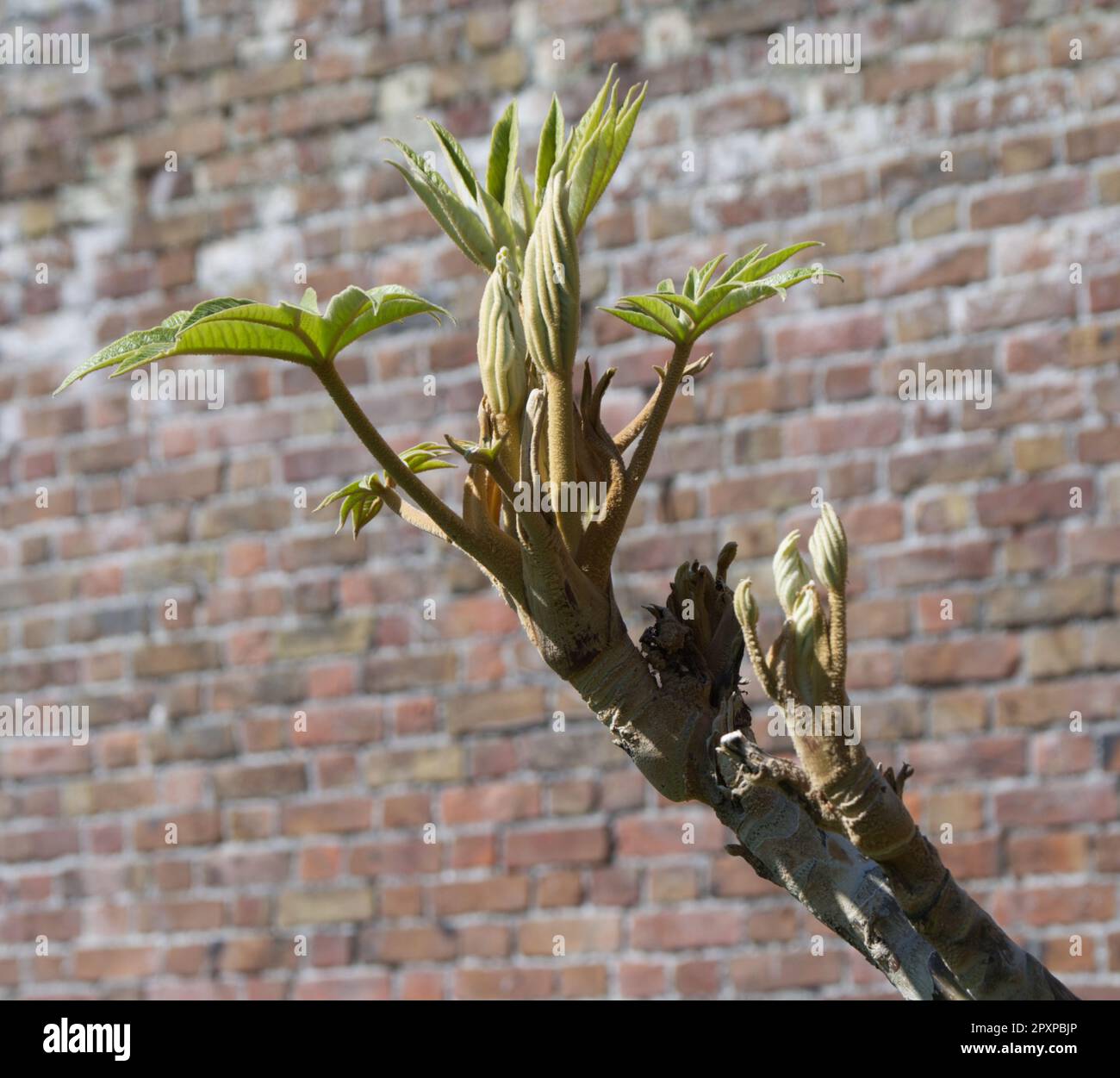 Emerging spring shoots of Tetrapanax papyrifer Rex, Chinese rice-paper ...