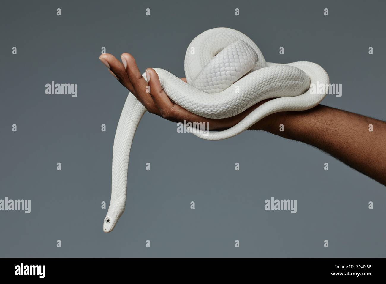 Hand of black male owner of exotic pet holding white twisted rat snake ...