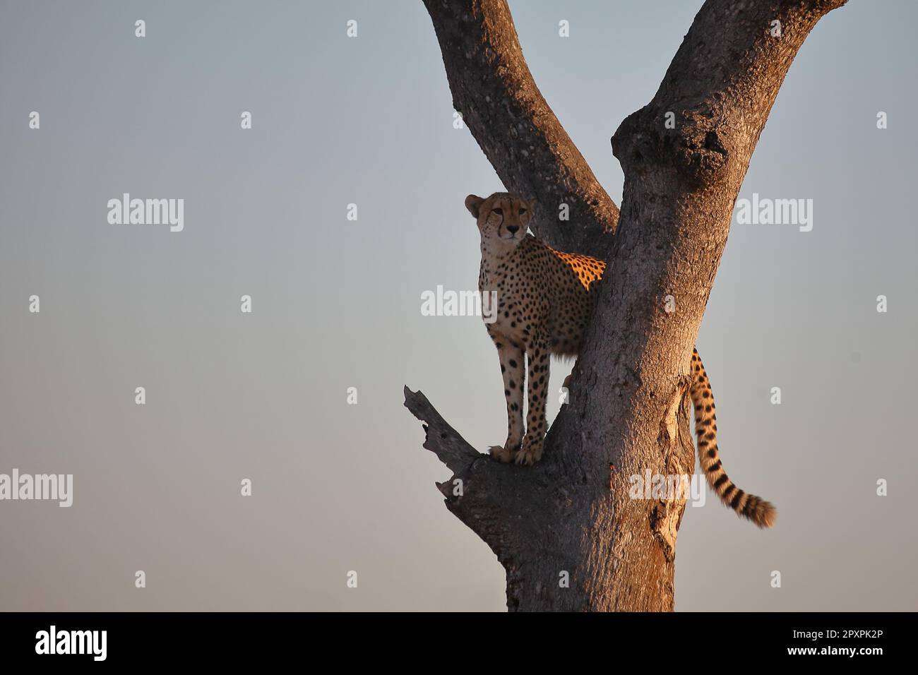 Gepard auf Baum / Cheetah in tree / Acinonyx jubatus Stock Photo - Alamy