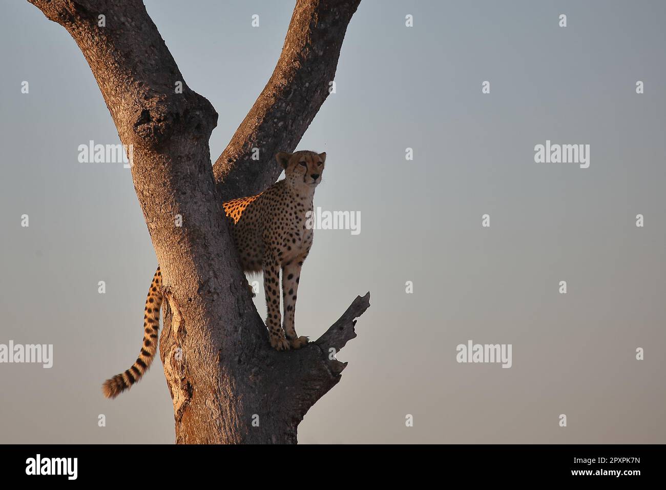 Gepard auf Baum / Cheetah in tree / Acinonyx jubatus Stock Photo - Alamy