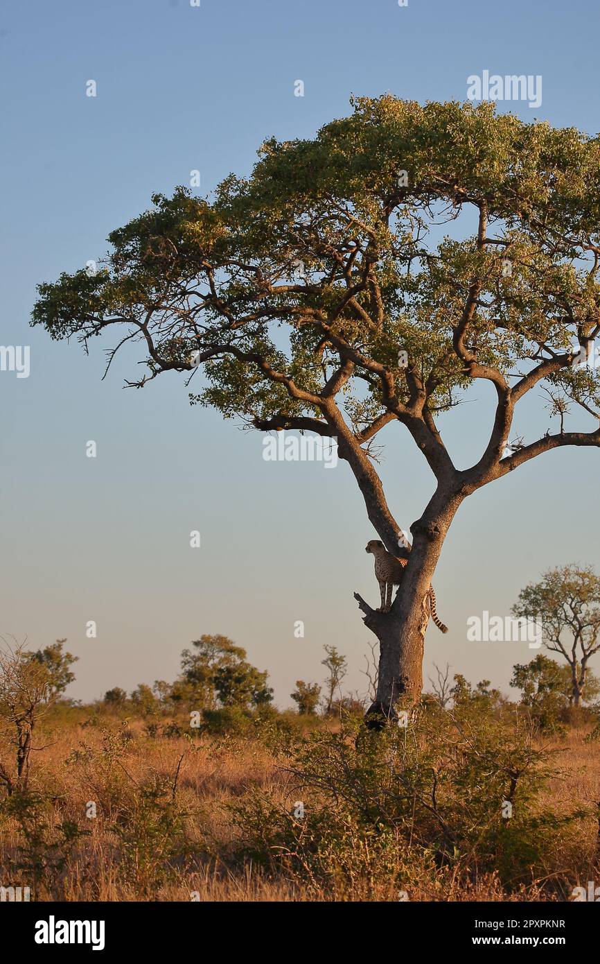 Gepard auf Baum / Cheetah in tree / Acinonyx jubatus Stock Photo - Alamy