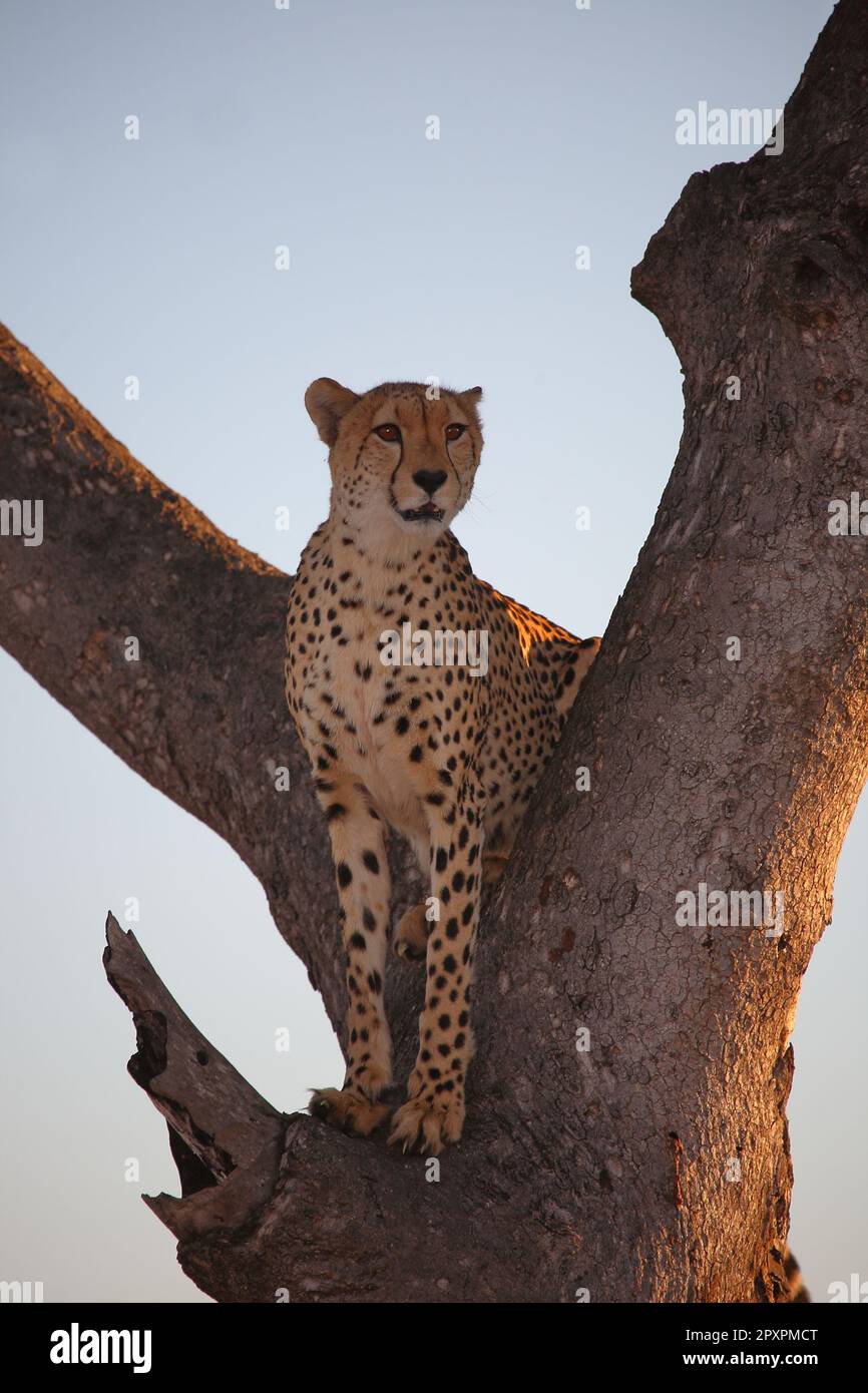 Gepard auf Baum / Cheetah in tree / Acinonyx jubatus Stock Photo - Alamy