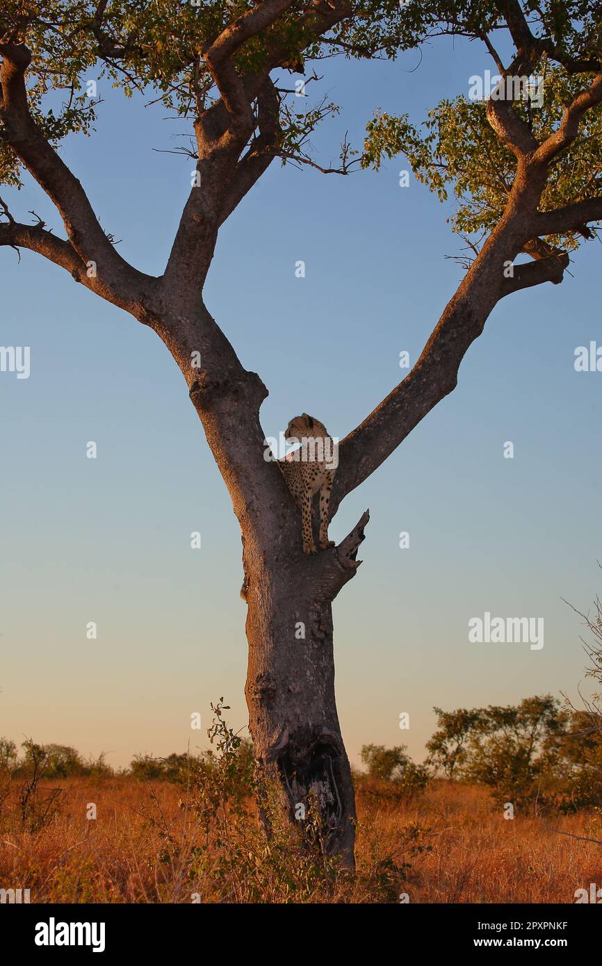 Gepard auf Baum / Cheetah in tree / Acinonyx jubatus Stock Photo - Alamy