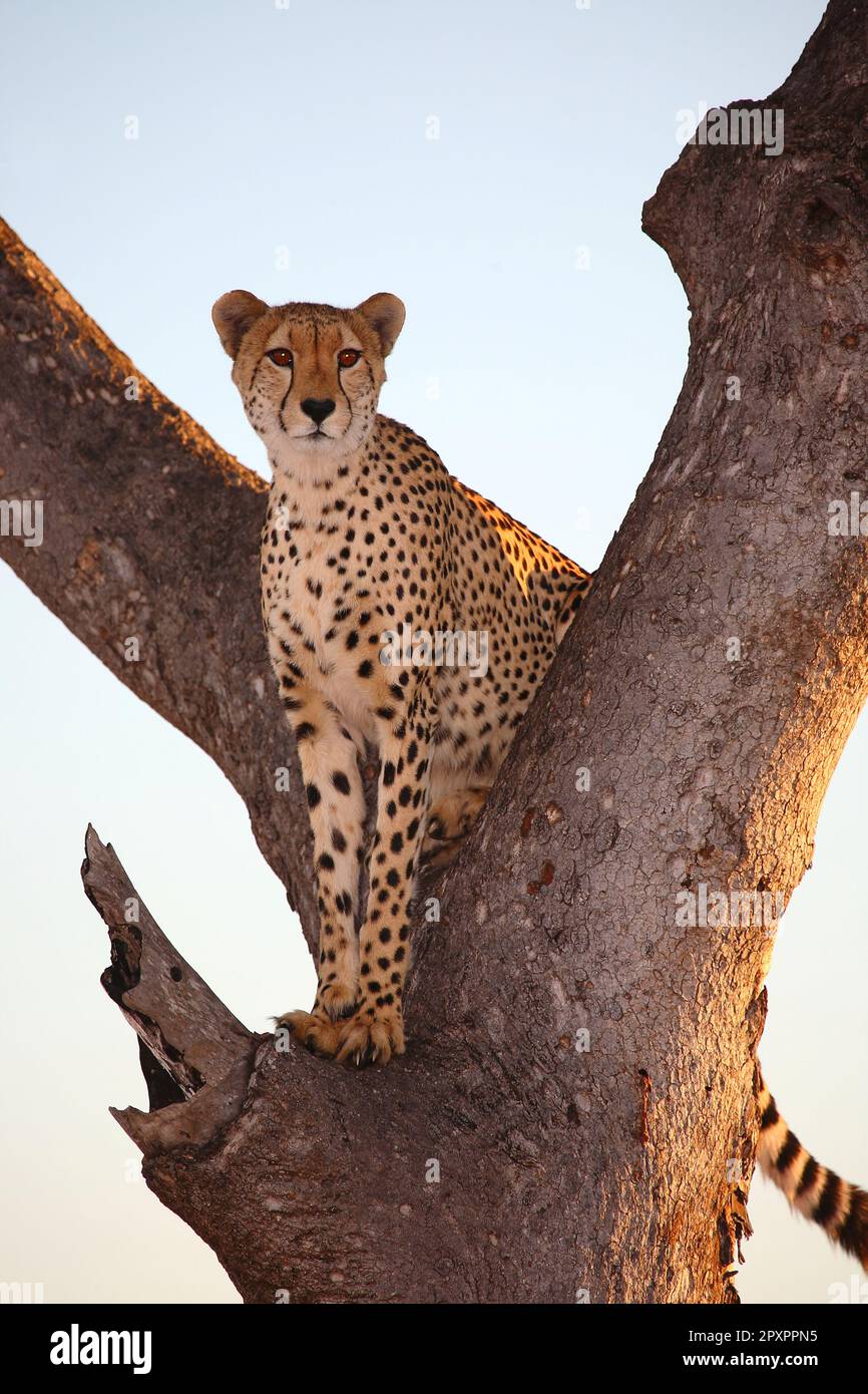 Gepard auf Baum / Cheetah in tree / Acinonyx jubatus Stock Photo - Alamy
