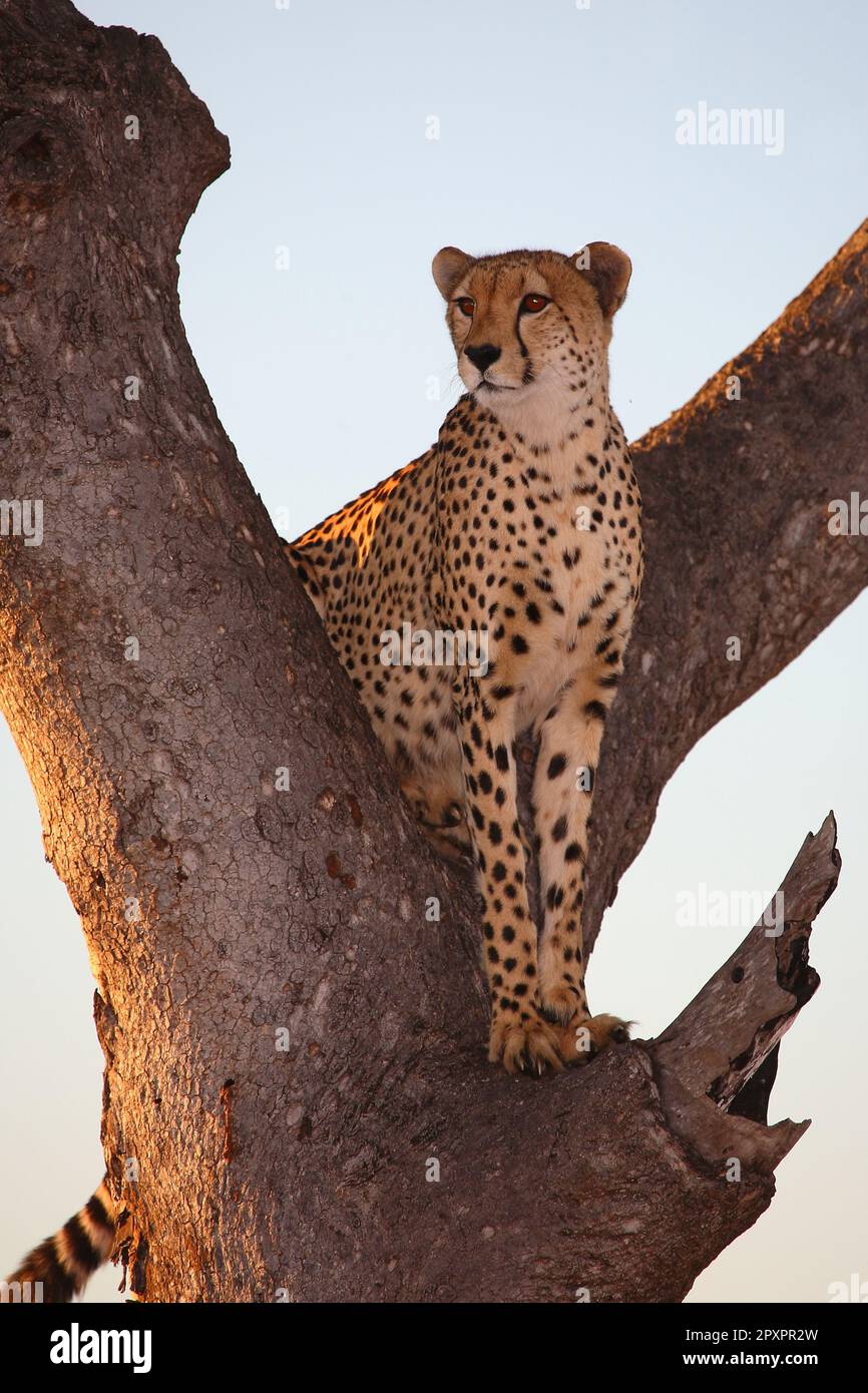 Gepard baum hi-res stock photography and images - Alamy