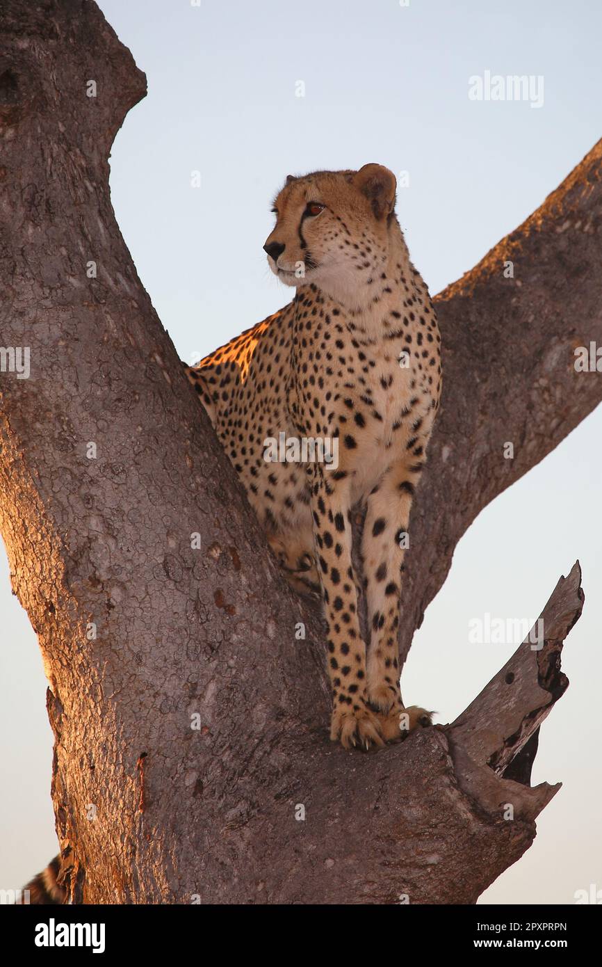 Gepard auf Baum / Cheetah in tree / Acinonyx jubatus Stock Photo - Alamy