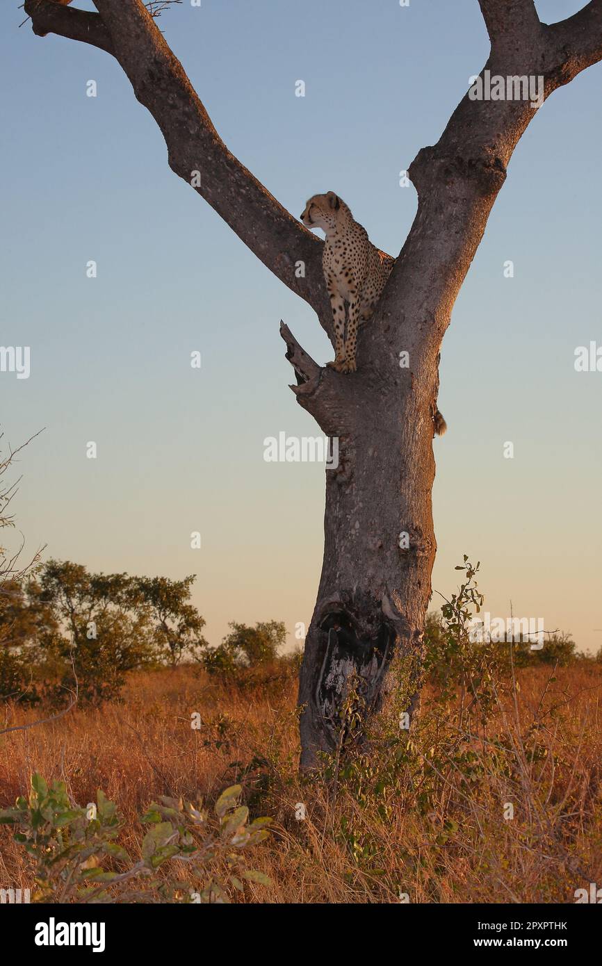 Gepard auf Baum / Cheetah in tree / Acinonyx jubatus Stock Photo - Alamy