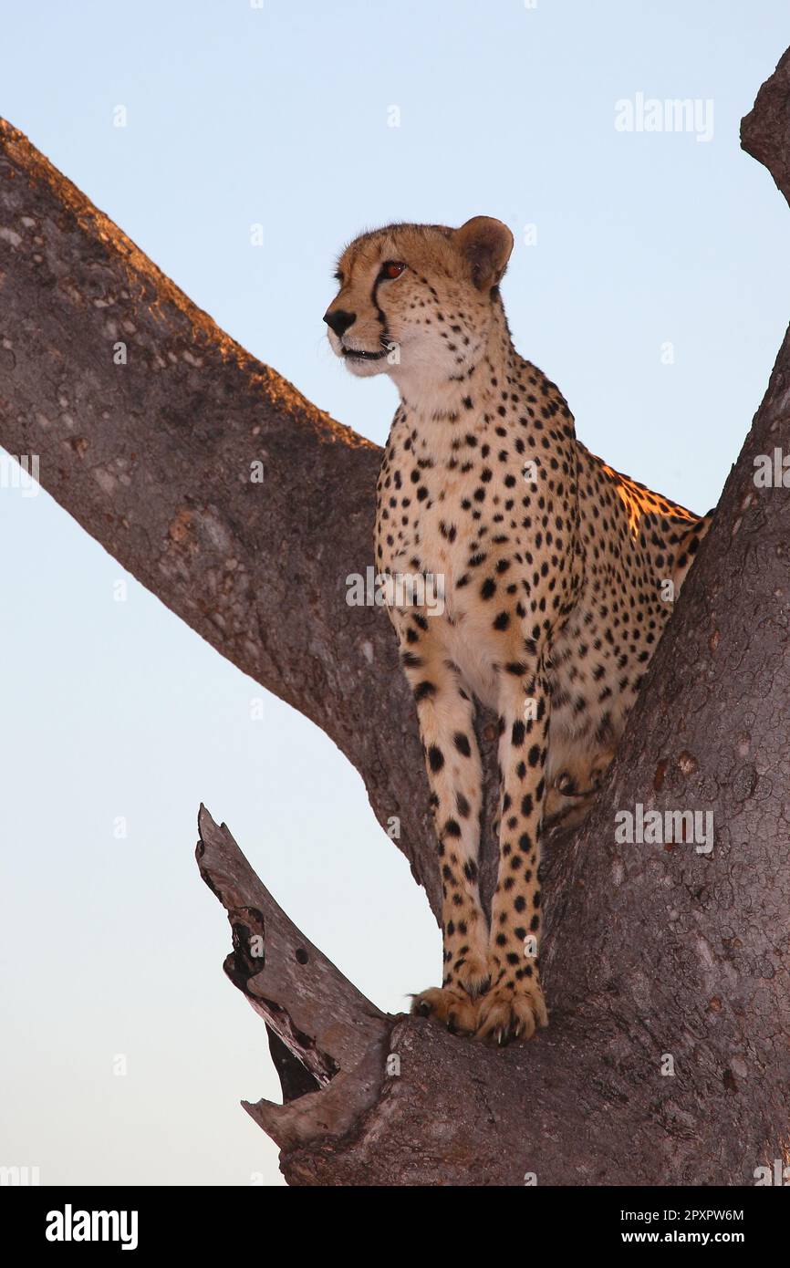 Gepard auf Baum / Cheetah in tree / Acinonyx jubatus Stock Photo - Alamy