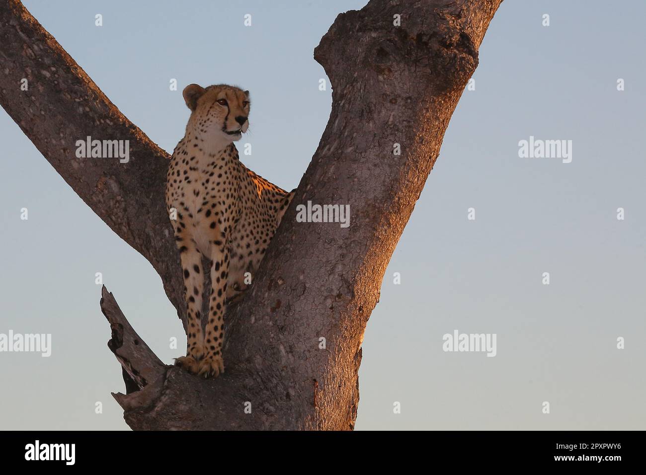 Gepard auf Baum / Cheetah in tree / Acinonyx jubatus Stock Photo - Alamy