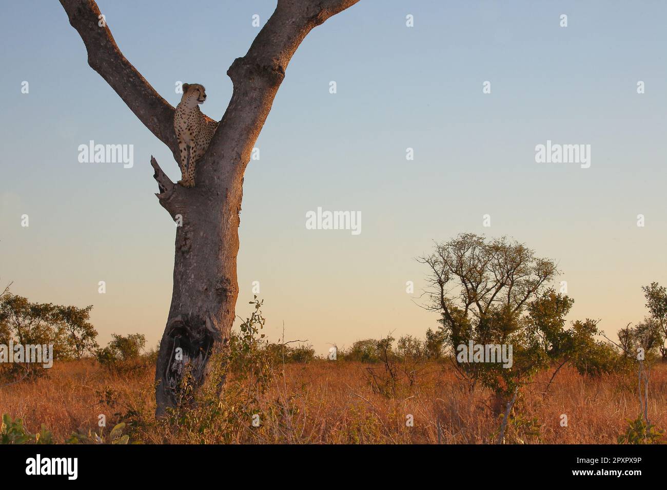 Gepard baum hi-res stock photography and images - Alamy