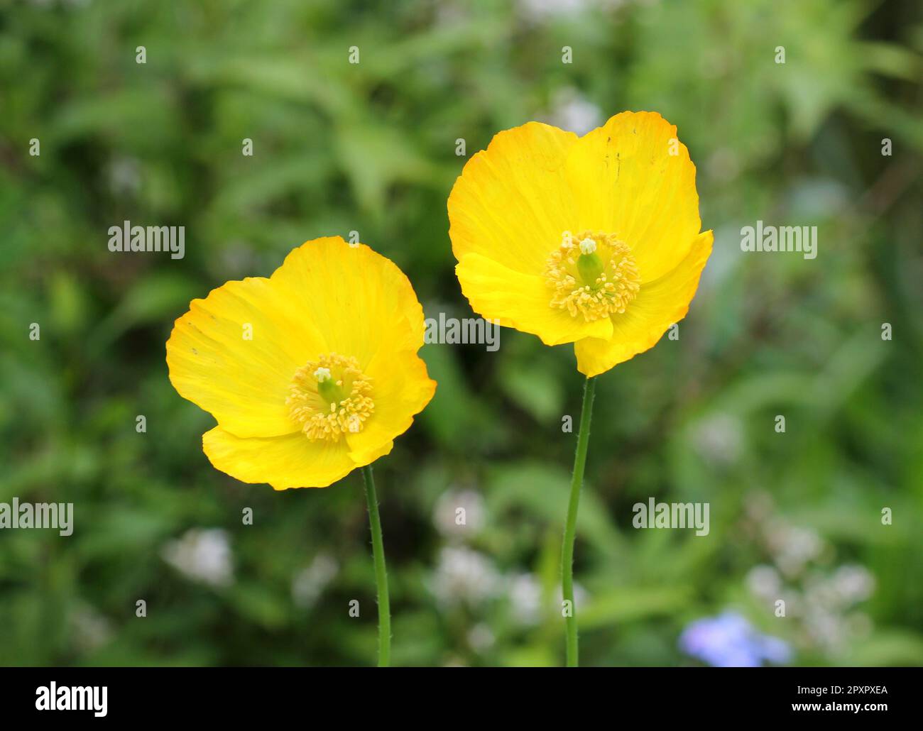 The Yellow Welsh Poppy, Papaver Cambricum Stock Photo - Alamy