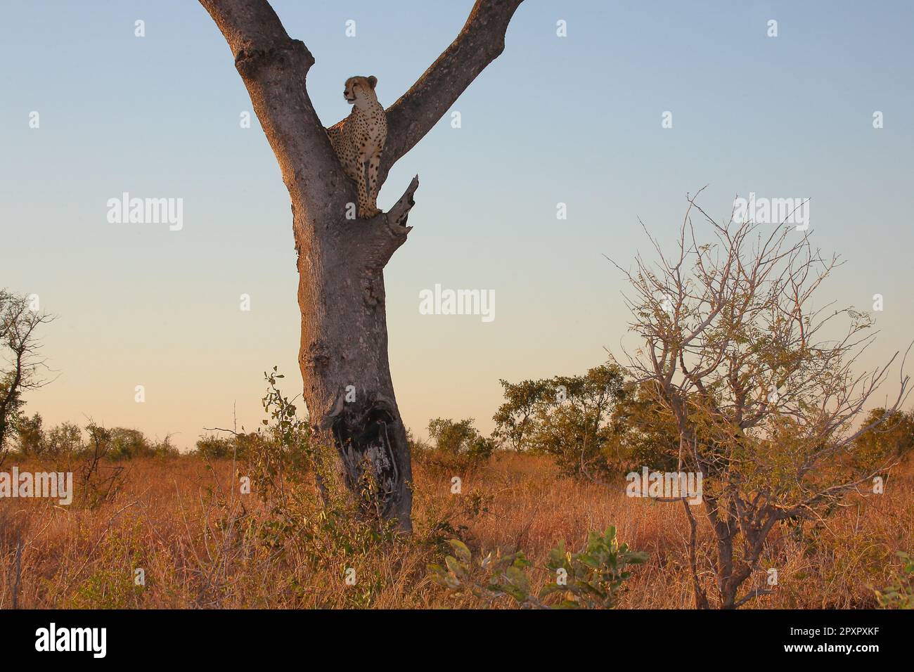 Gepard baum hi-res stock photography and images - Alamy