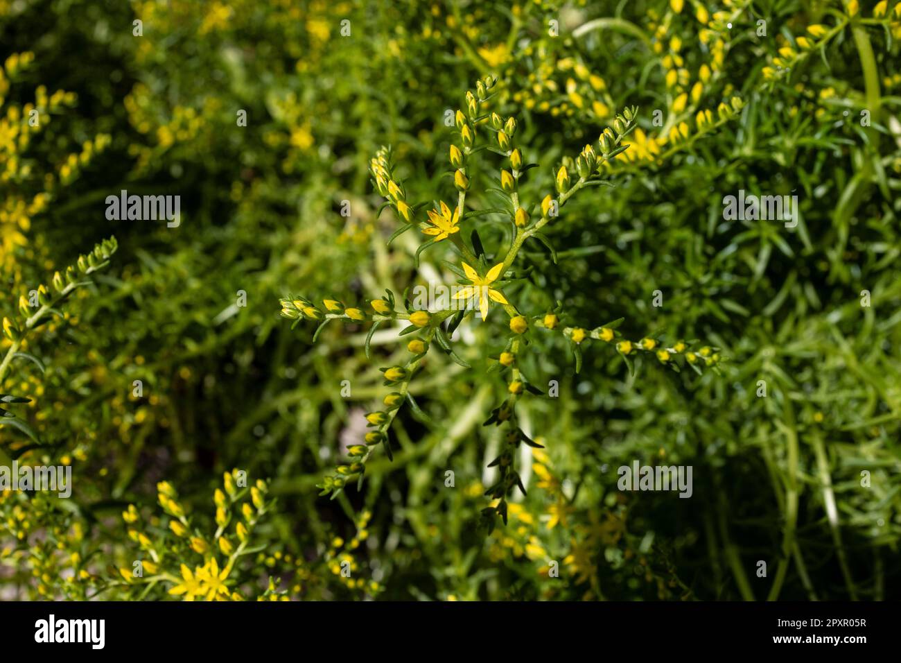 Sedum is a large genus of flowering plants in the family Crassulaceae ...