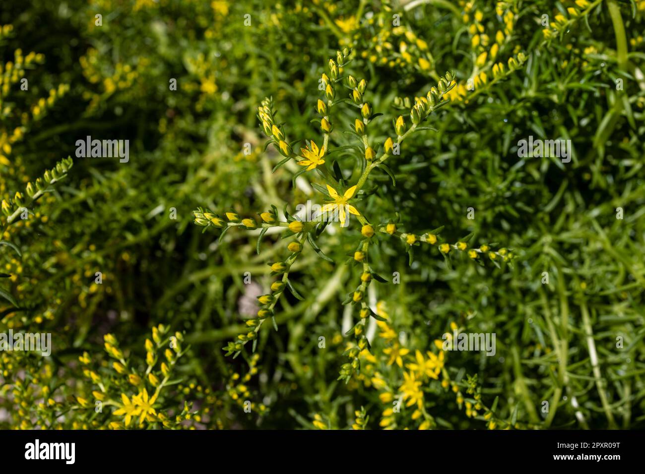 Sedum is a large genus of flowering plants in the family Crassulaceae ...