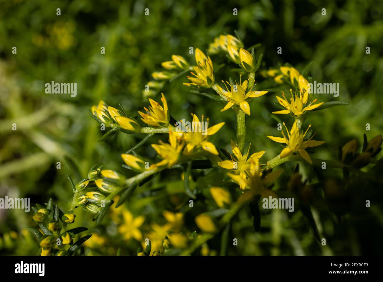 Sedum is a large genus of flowering plants in the family Crassulaceae ...
