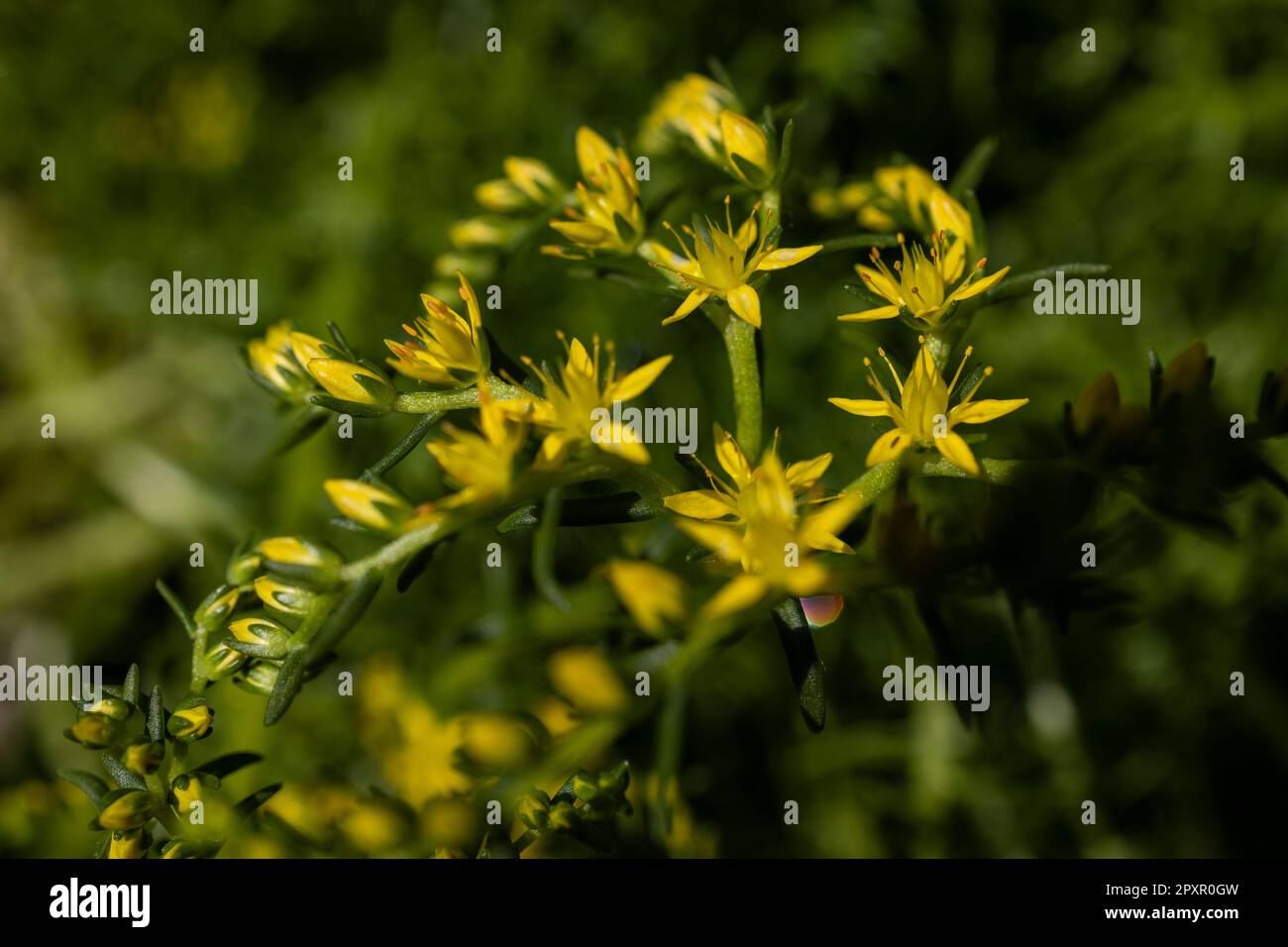 Sedum is a large genus of flowering plants in the family Crassulaceae ...