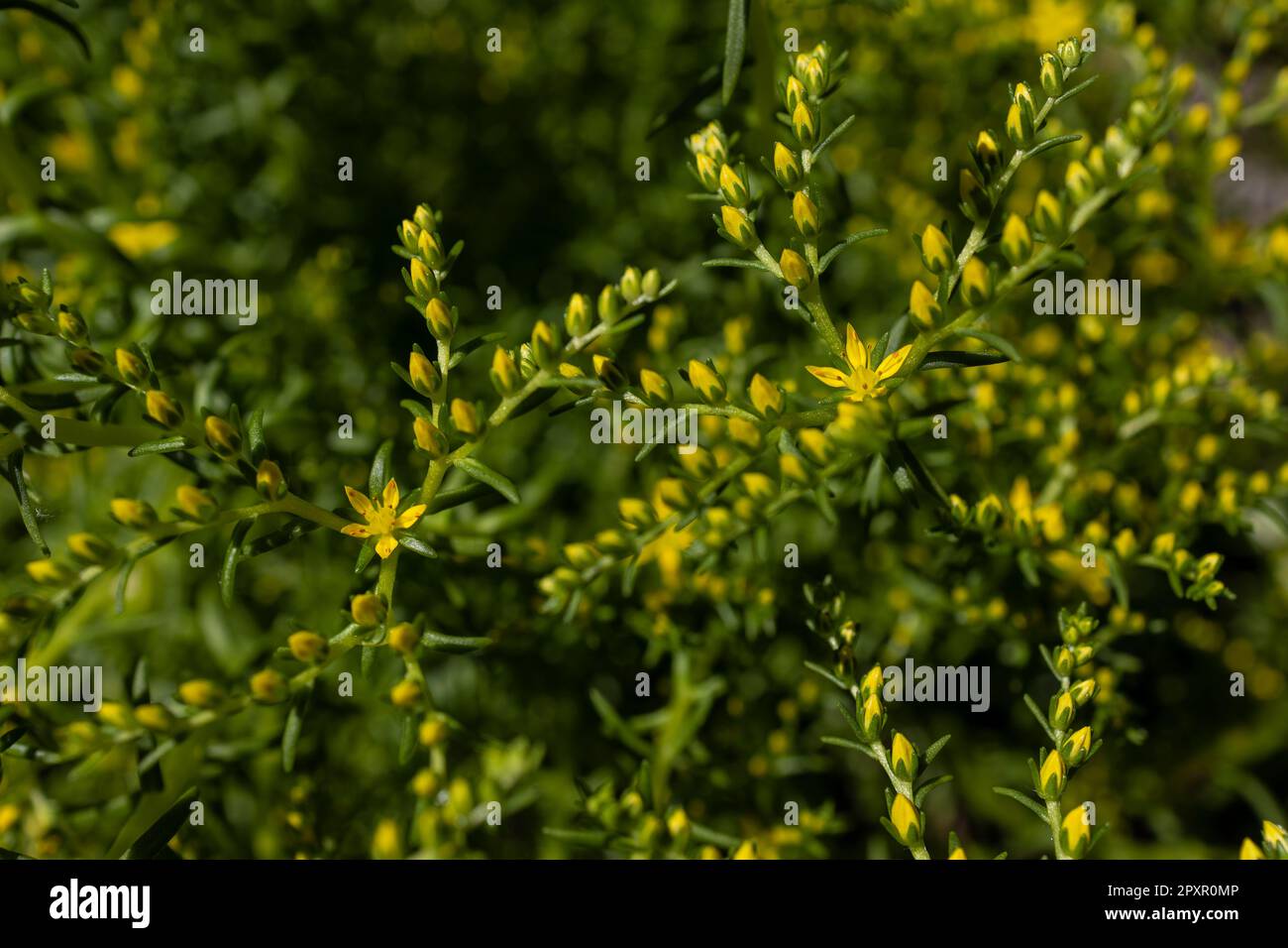 Sedum is a large genus of flowering plants in the family Crassulaceae ...