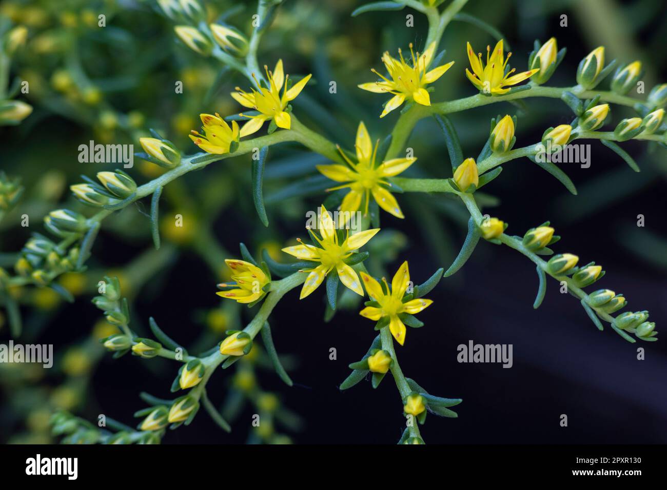 Sedum is a large genus of flowering plants in the family Crassulaceae ...