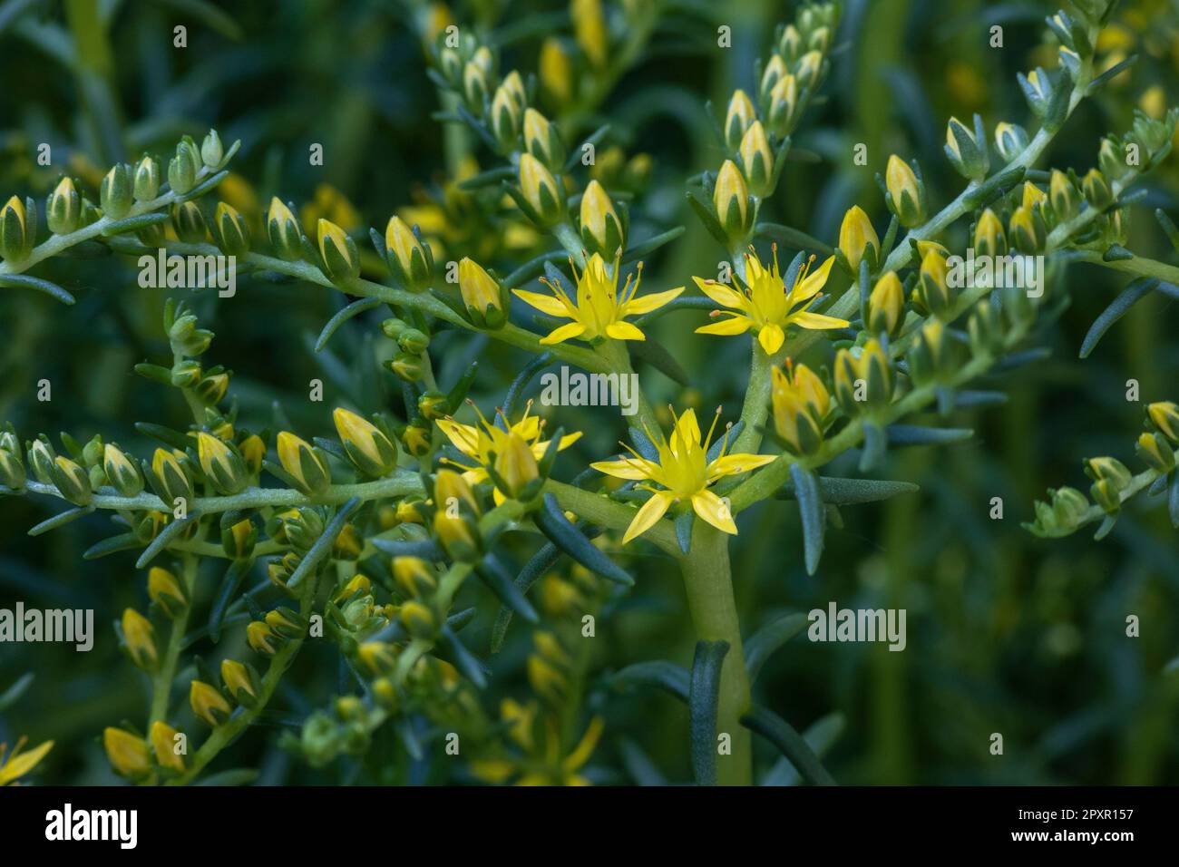 Sedum is a large genus of flowering plants in the family Crassulaceae ...