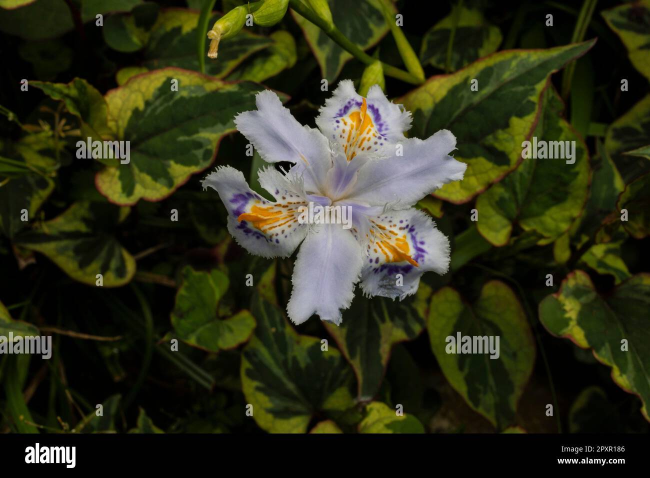 Iris japonica, commonly known as fringed iris, shaga and butterfly ...