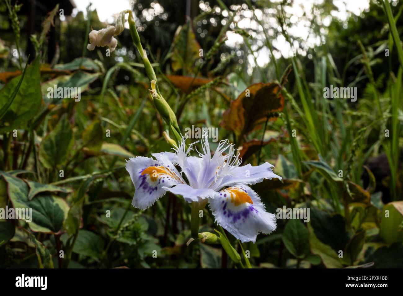 Iris japonica, commonly known as fringed iris, shaga and butterfly ...