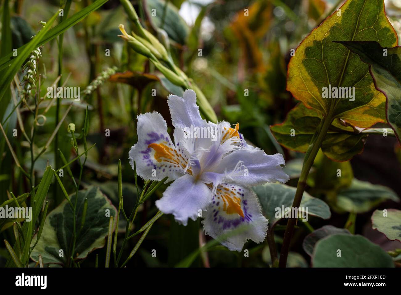 Iris japonica, commonly known as fringed iris, shaga and butterfly ...