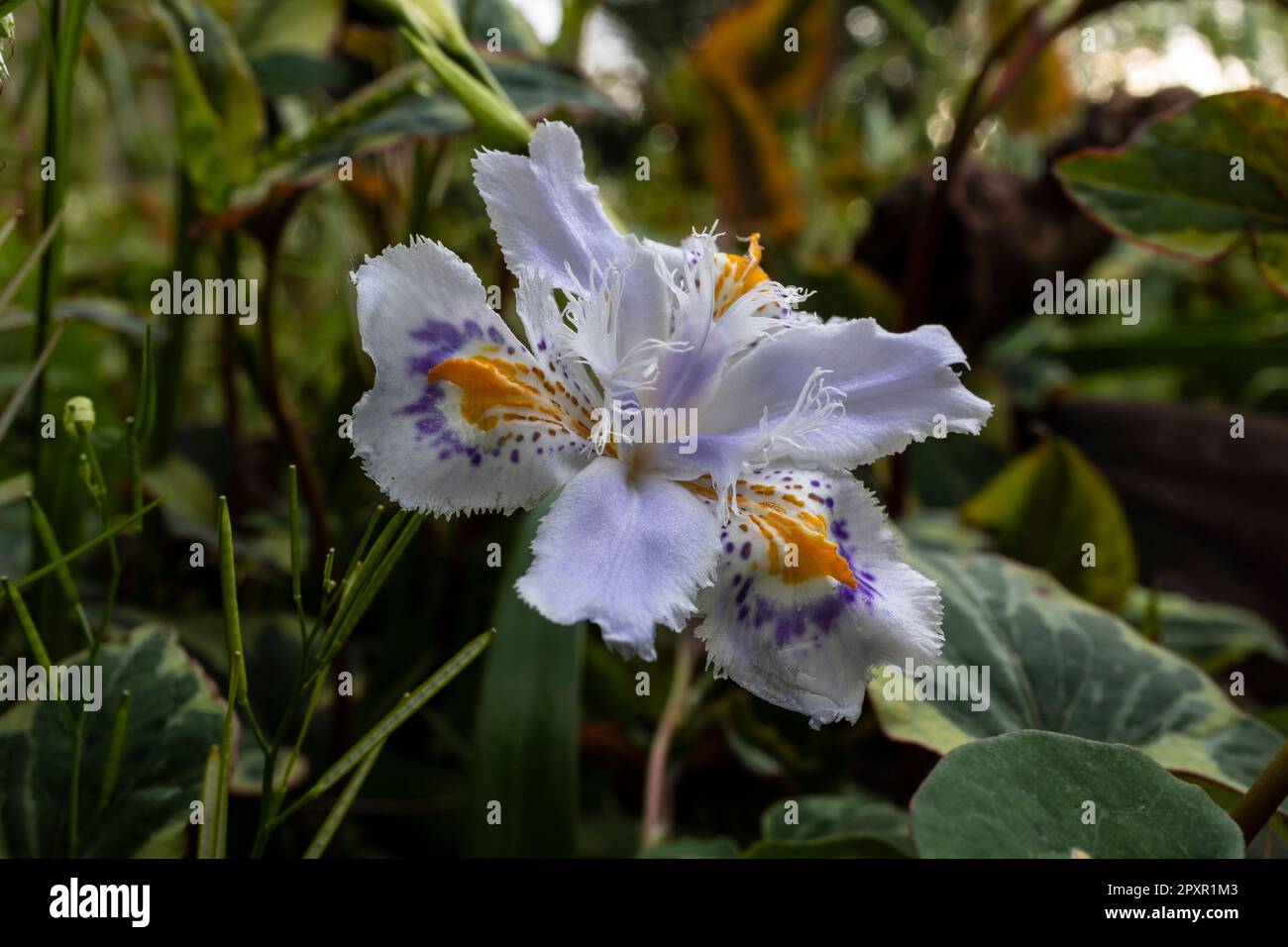 Iris japonica, commonly known as fringed iris, shaga and butterfly ...