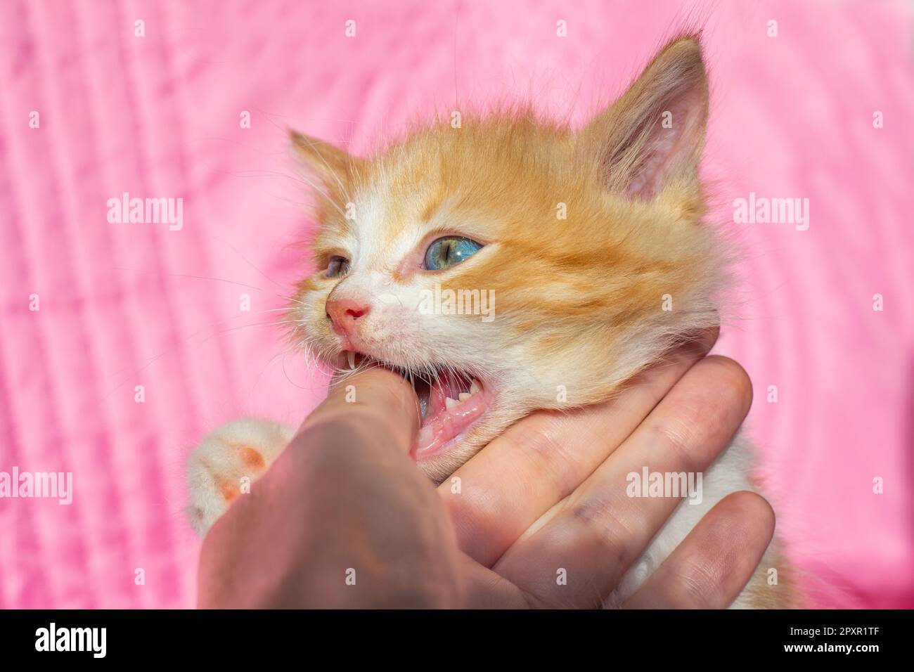 a small red kitten bites the hand of its owner. Aggressive pets ...