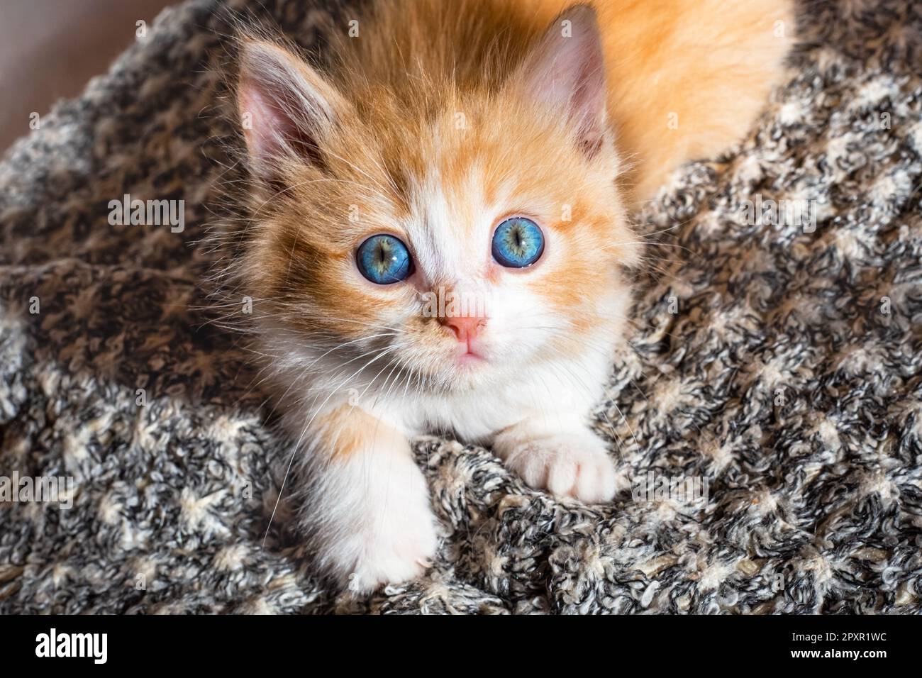little cute red kitten with blue eyes lit by the sun looks into the ...