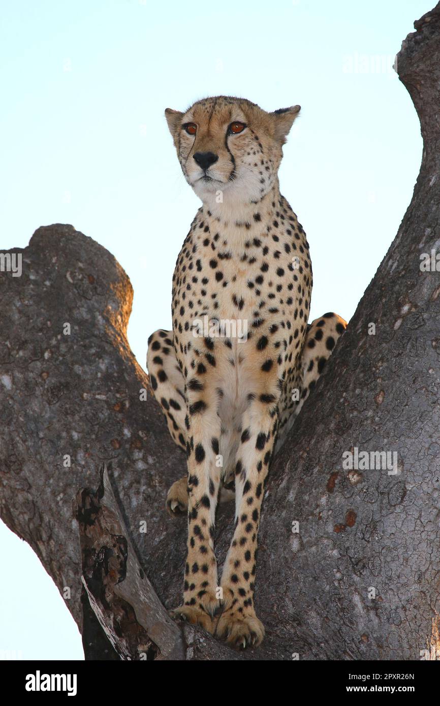 Gepard auf Baum / Cheetah in tree / Acinonyx jubatus Stock Photo - Alamy