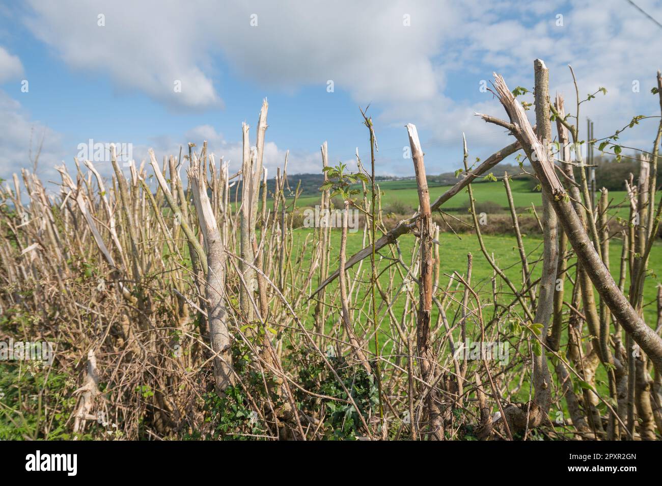 Hazel trees hi-res stock photography and images - Alamy