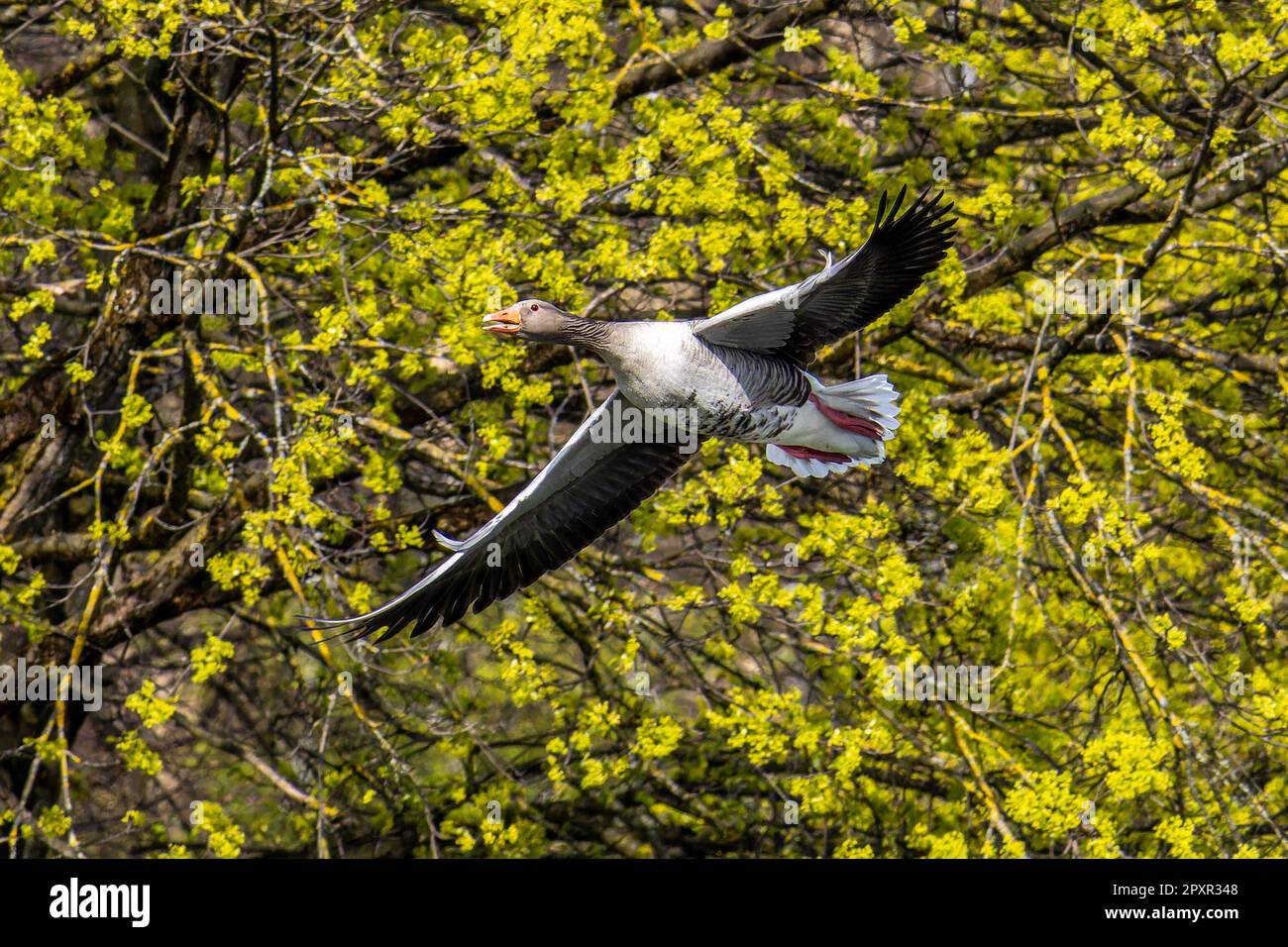 The greylag goose, Anser anser is a species of large goose in the ...