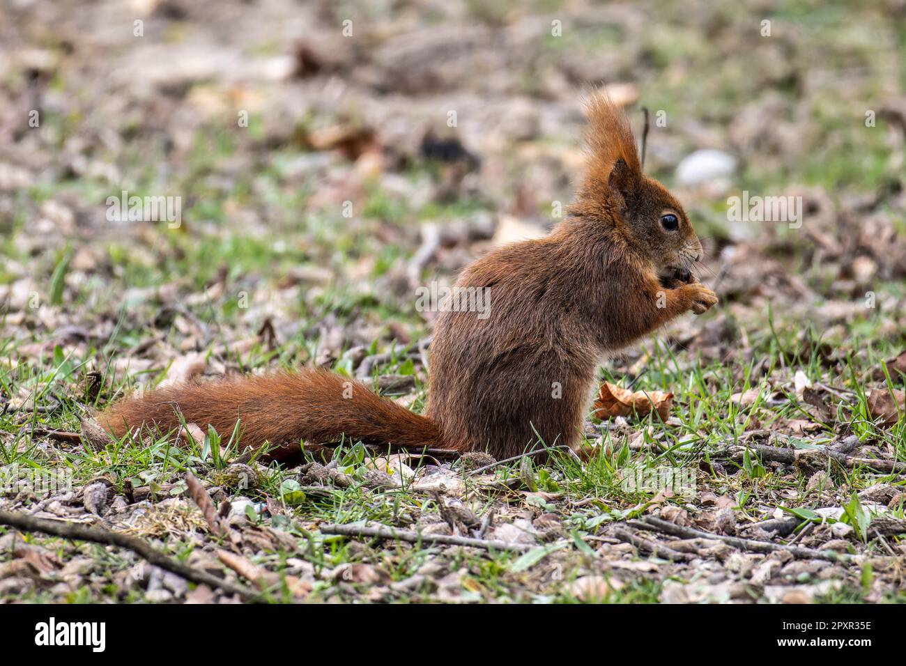 Grey squirrel, Sciurus at Old North Cemetery of Munich, Germany in ...