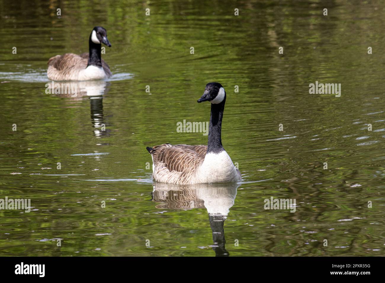 The Canada Goose, Branta canadensis at a Lake near Munich in Germany ...