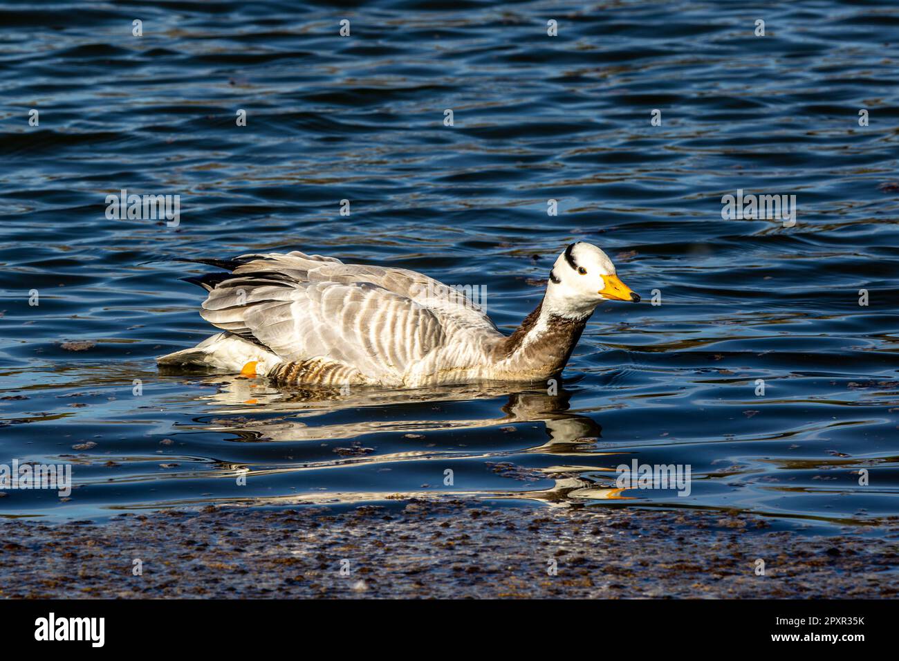The bar-headed goose, Anser indicus is a goose that breeds in Central ...