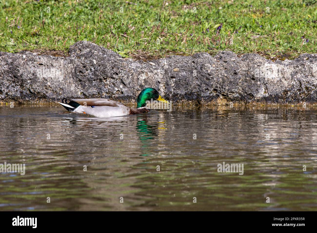 The mallard, Anas platyrhynchos is a dabbling duck. Here swimming in a ...