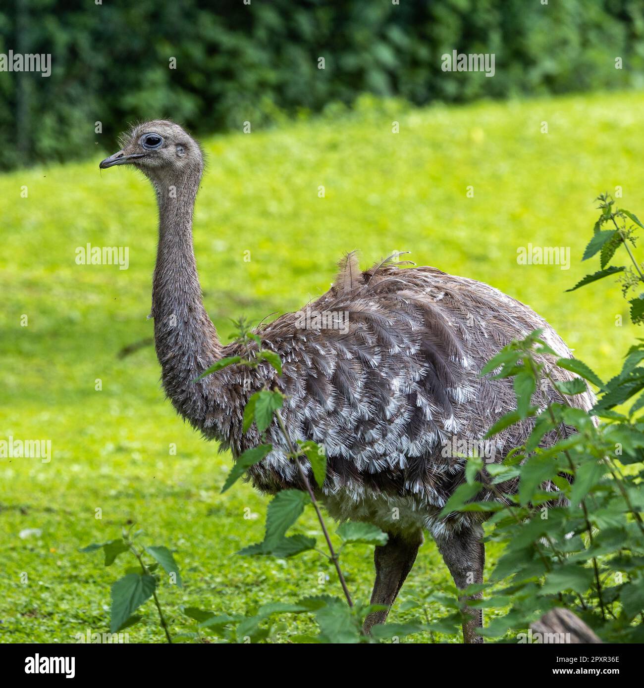 Darwin's rhea, Rhea pennata also known as the lesser rhea. It is a large flightless bird, but ...