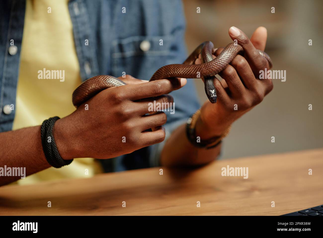 Hands of young African American man holding copper rat snake while sitting in front of camera ...