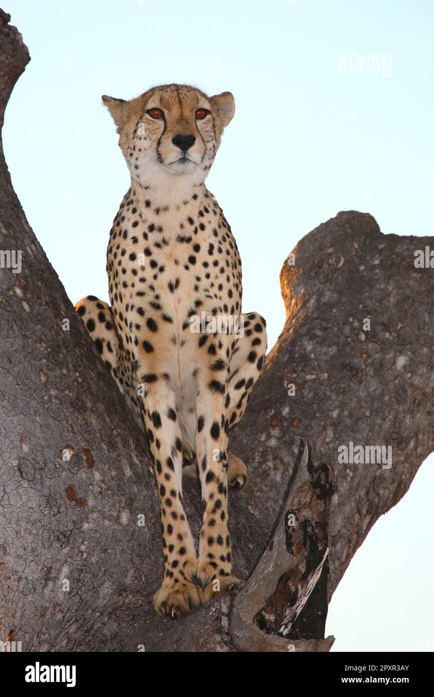 Gepard auf Baum / Cheetah in tree / Acinonyx jubatus Stock Photo - Alamy