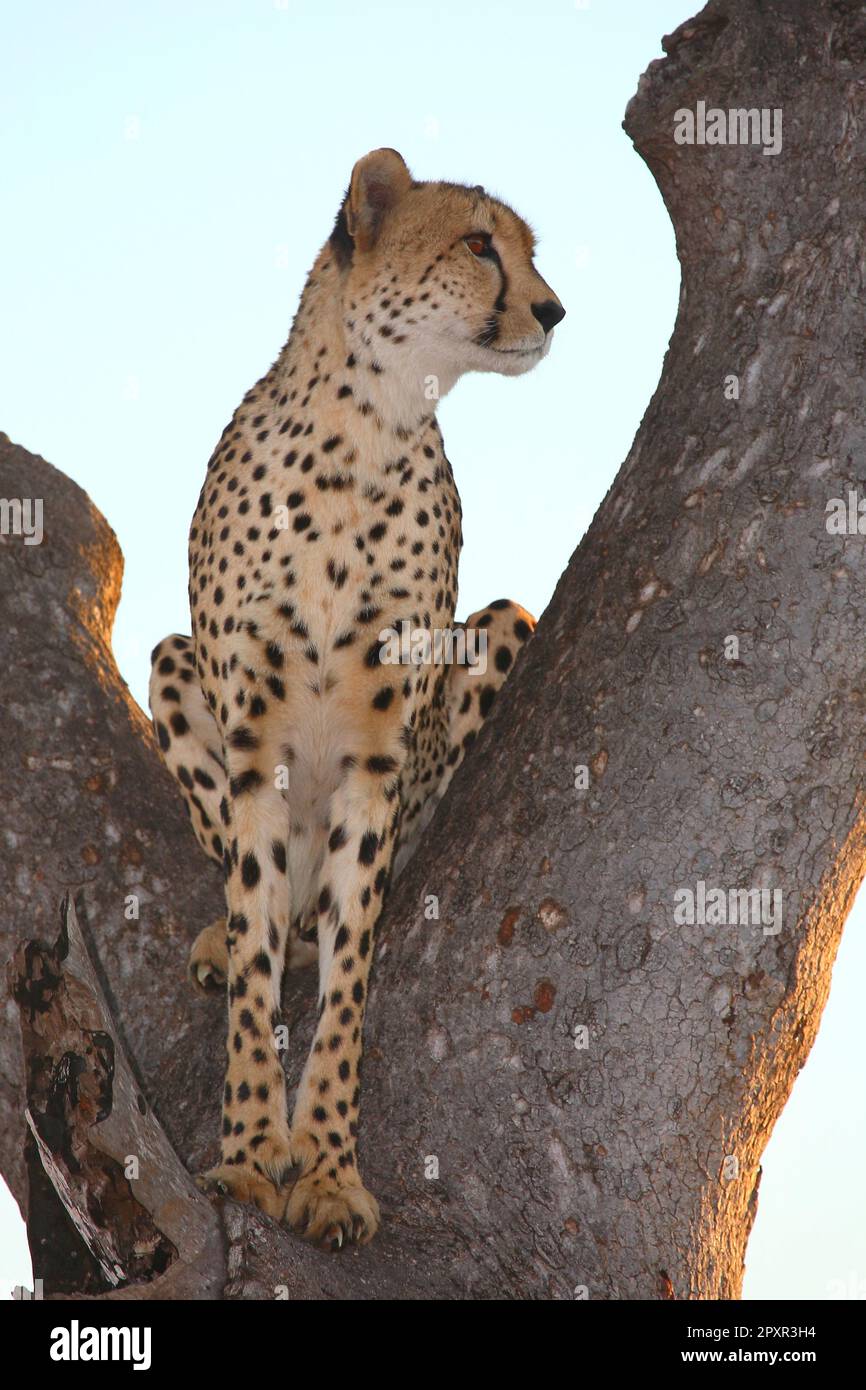 Gepard auf Baum / Cheetah in tree / Acinonyx jubatus Stock Photo - Alamy