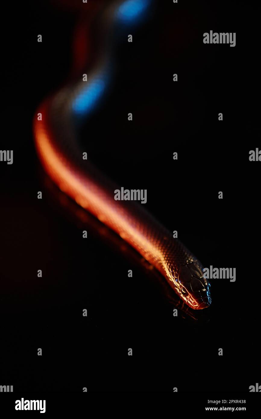 Part of copper rat snake which is dangerous predator creeping forwards ...